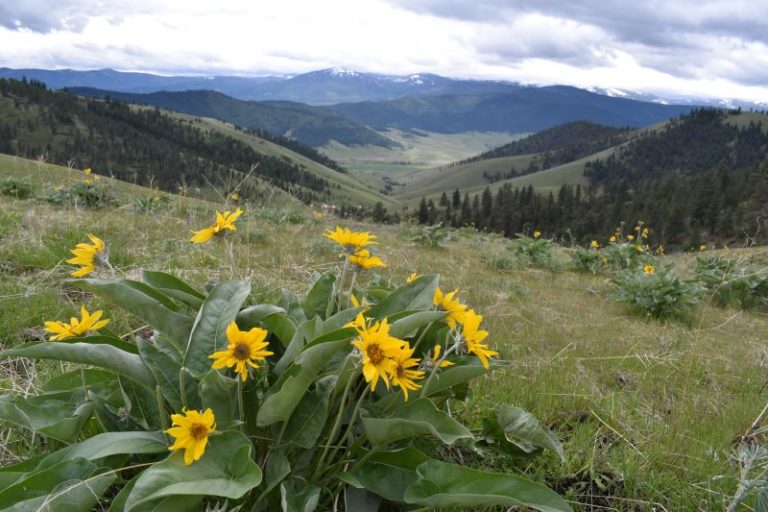 Don't Miss the Bison Range in Montana - Modern Day Time Traveler